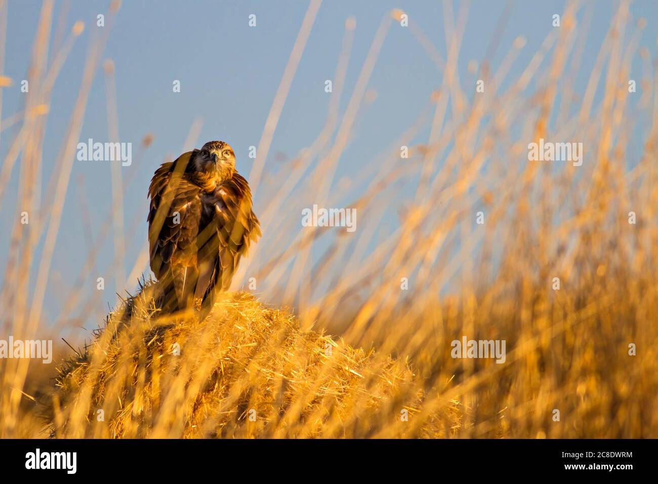 Long legged buzzard natural habitat hi-res stock photography and images ...