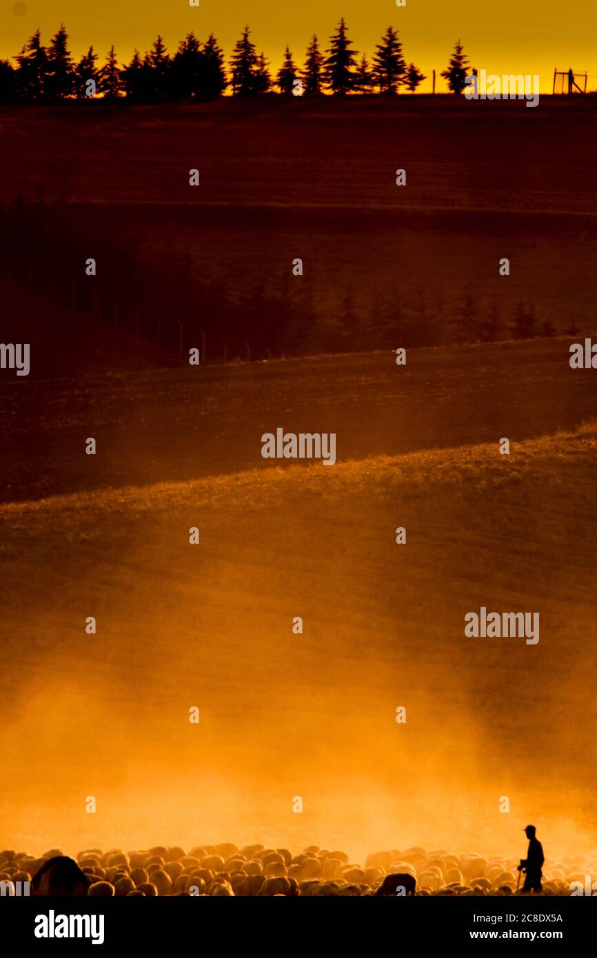 Sunset nature and shepherd. Sunset nature background. Sheeps and ...