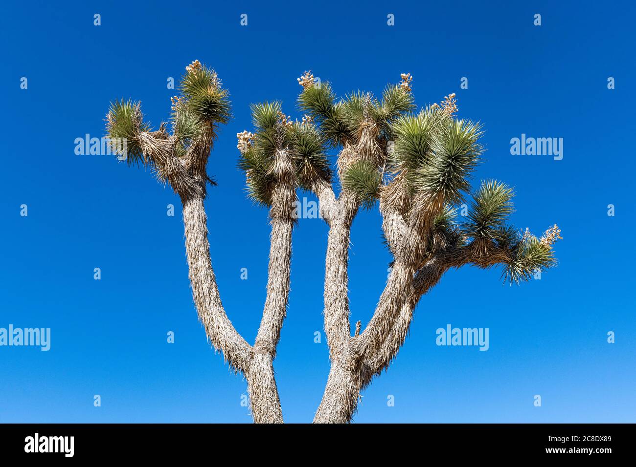 Joshua tree (Yucca Brevifolia) growing against clear blue sky Stock ...