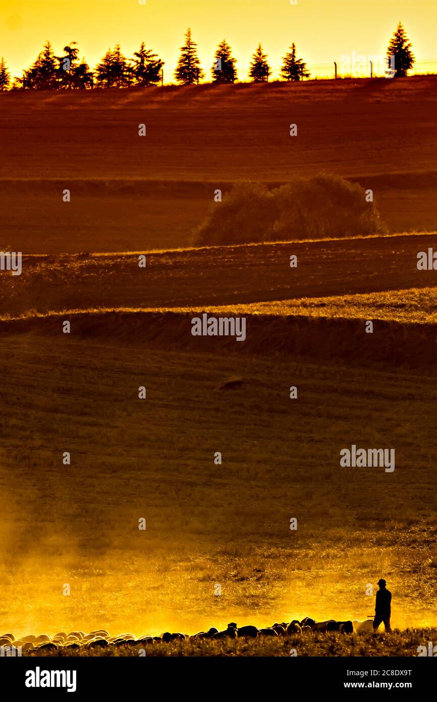 Sunset nature and shepherd. Sunset nature background. Sheeps and ...