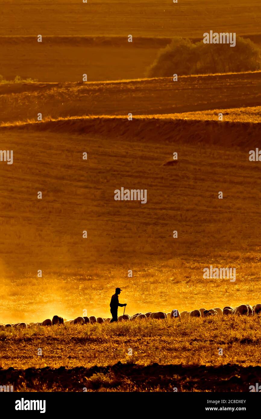 Sunset nature and shepherd. Sunset nature background. Sheeps and ...
