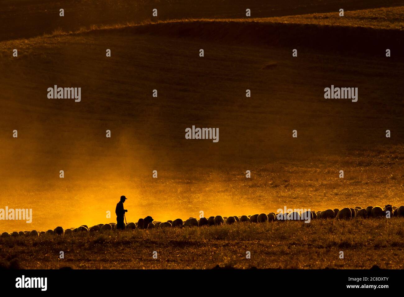 Sunset nature and shepherd. Sunset nature background. Sheeps and ...