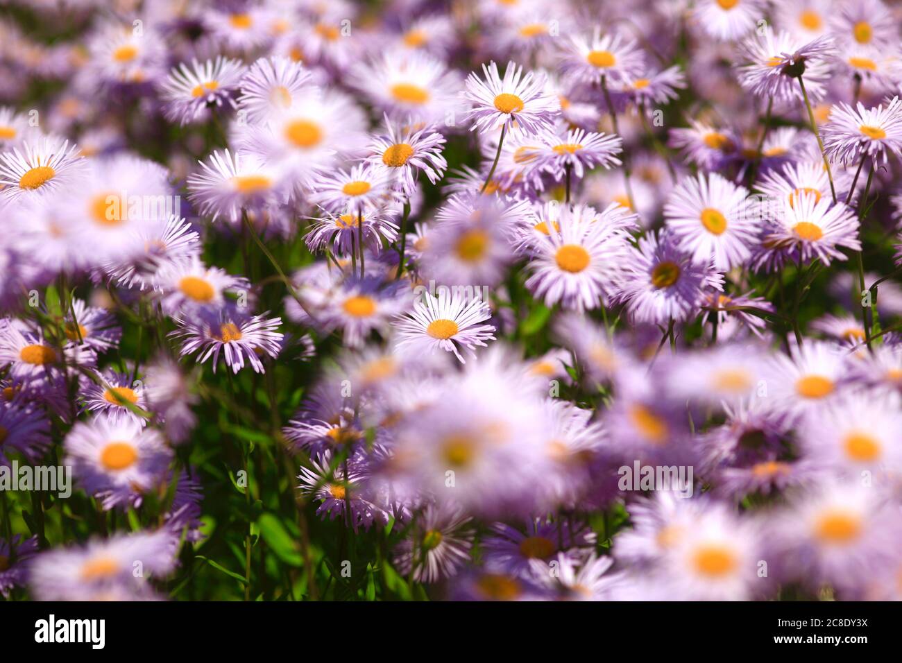 Summer asters hi-res stock photography and images - Alamy