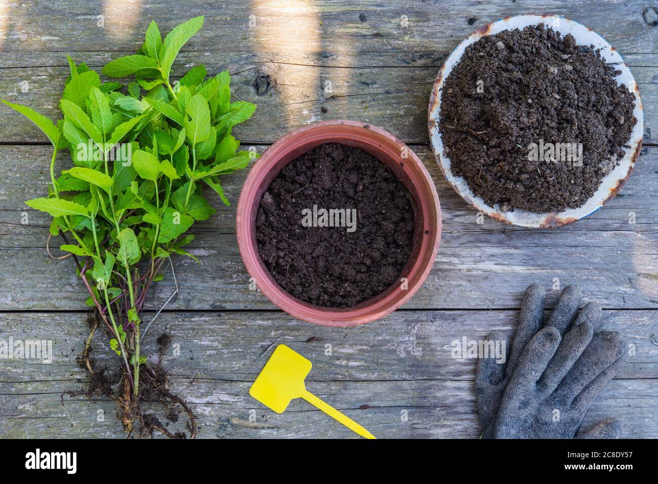 Mint ready to be replanted Stock Photo - Alamy