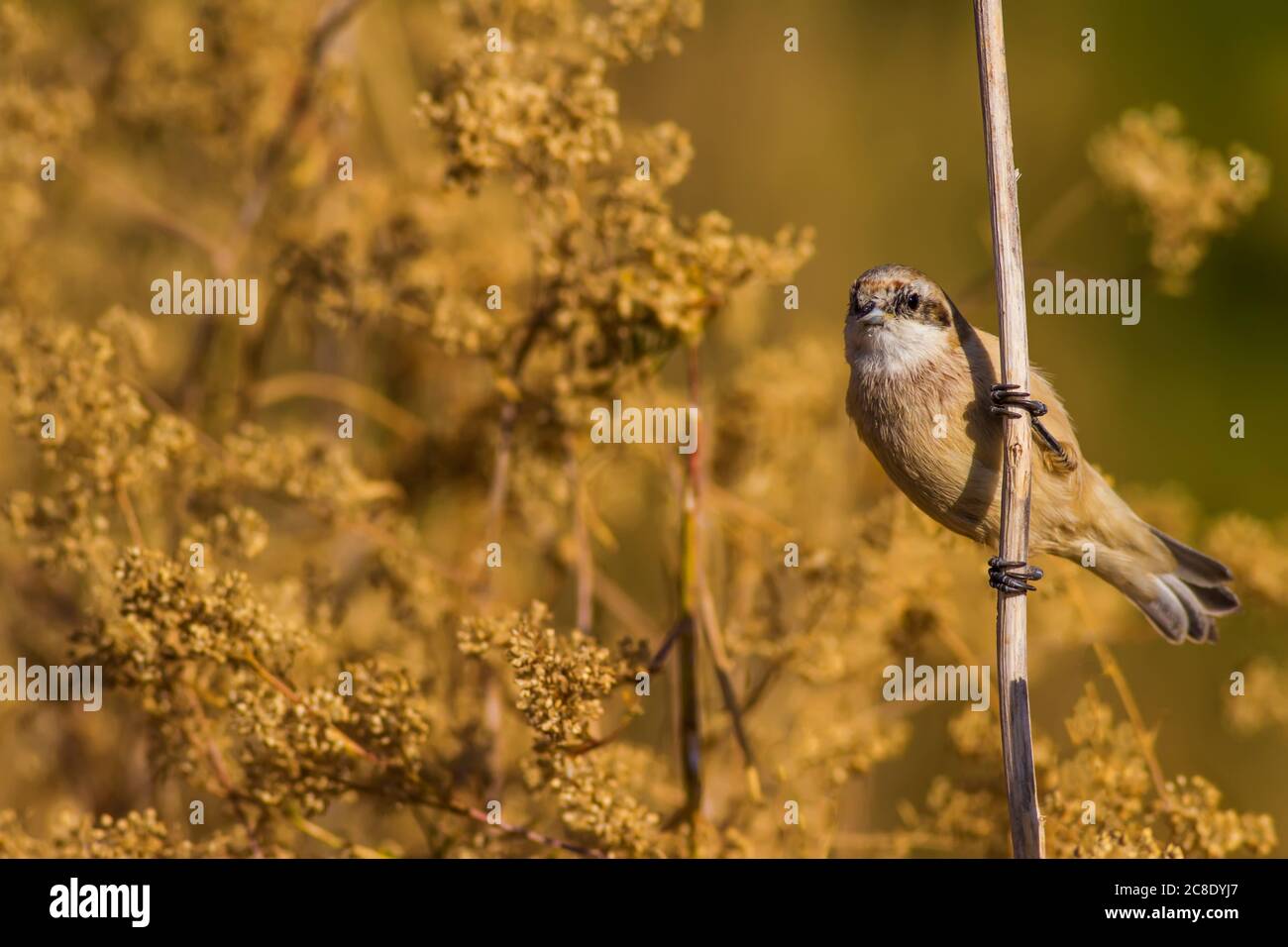 Cute bird. Bird on branch. Bird: Eurasian Penduline Tit. Remiz ...