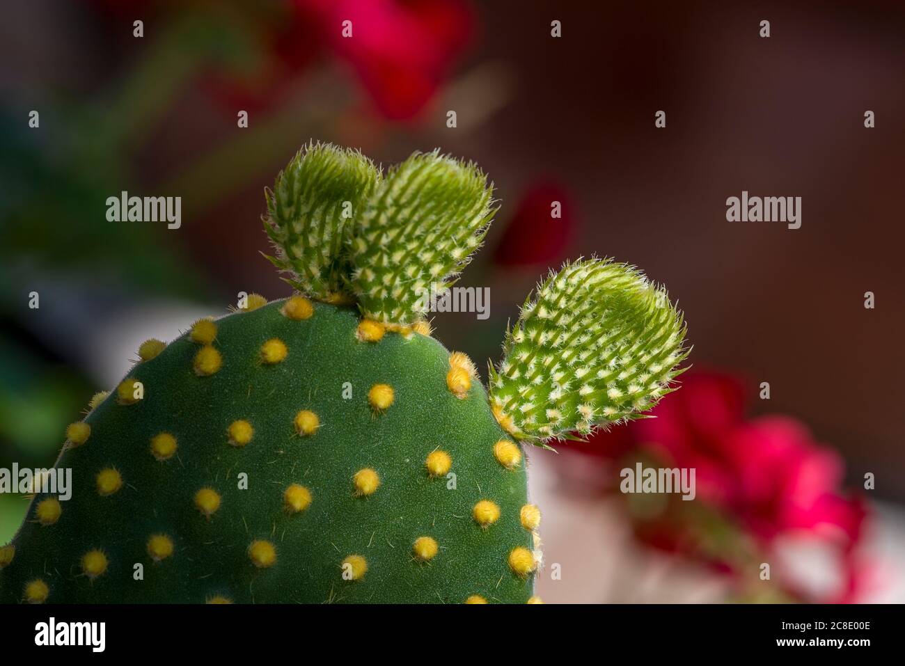 The green flat cactus background is beautiful. Cactus Texture natural ...