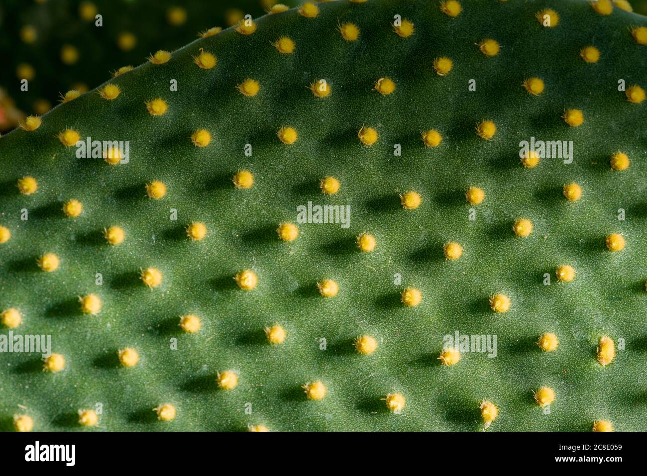 The green flat cactus background is beautiful. Cactus Texture natural ...