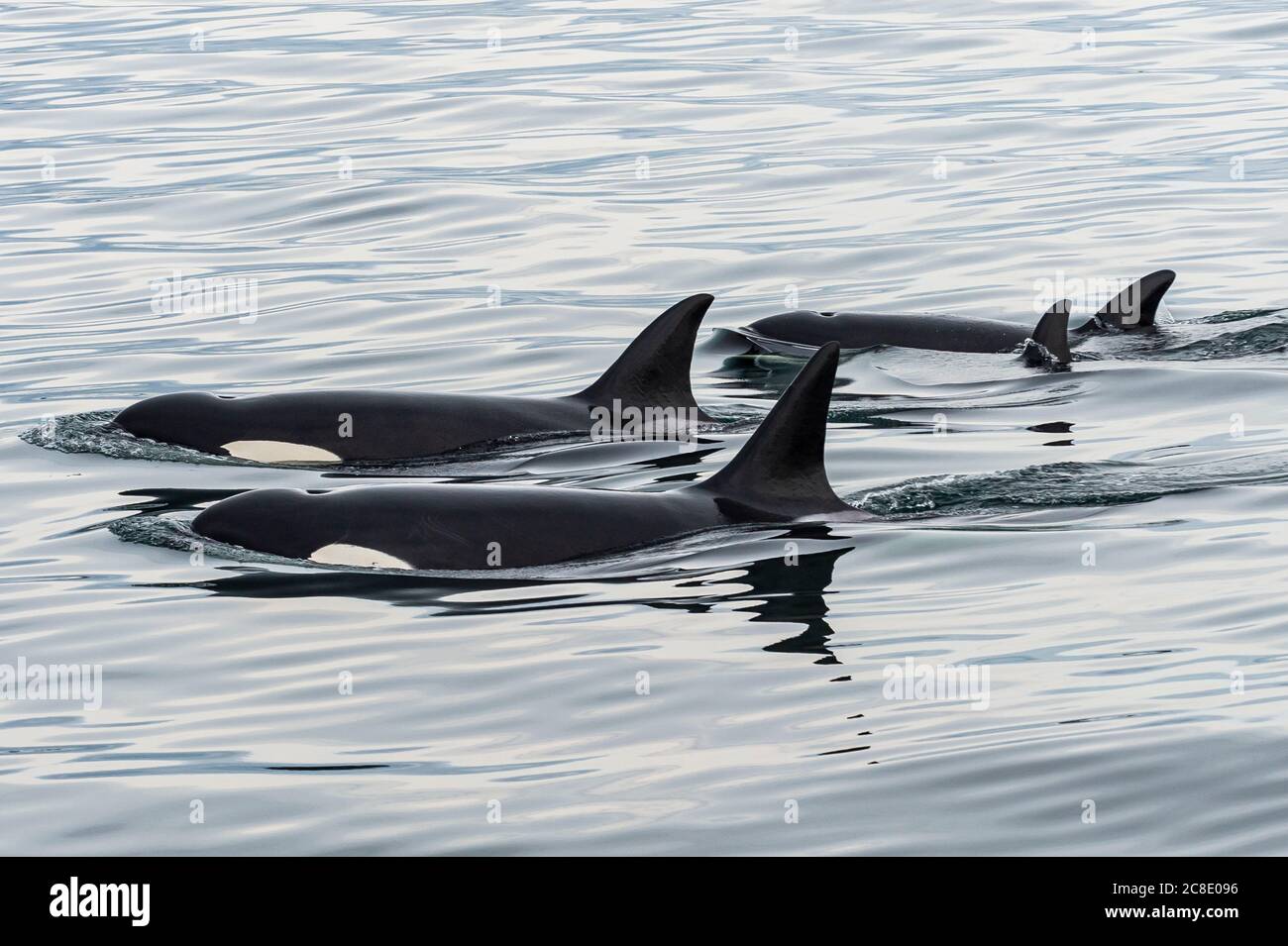 Orcas (Orcinus orca) swimming near surface Stock Photo - Alamy