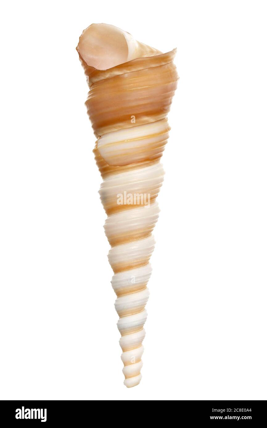 Conch shell detail Cut Out Stock Images & Pictures - Alamy