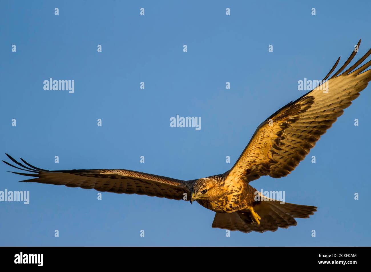 Bird of prey. Flying Buzzard. Blue sky background. Bird: Long legged ...