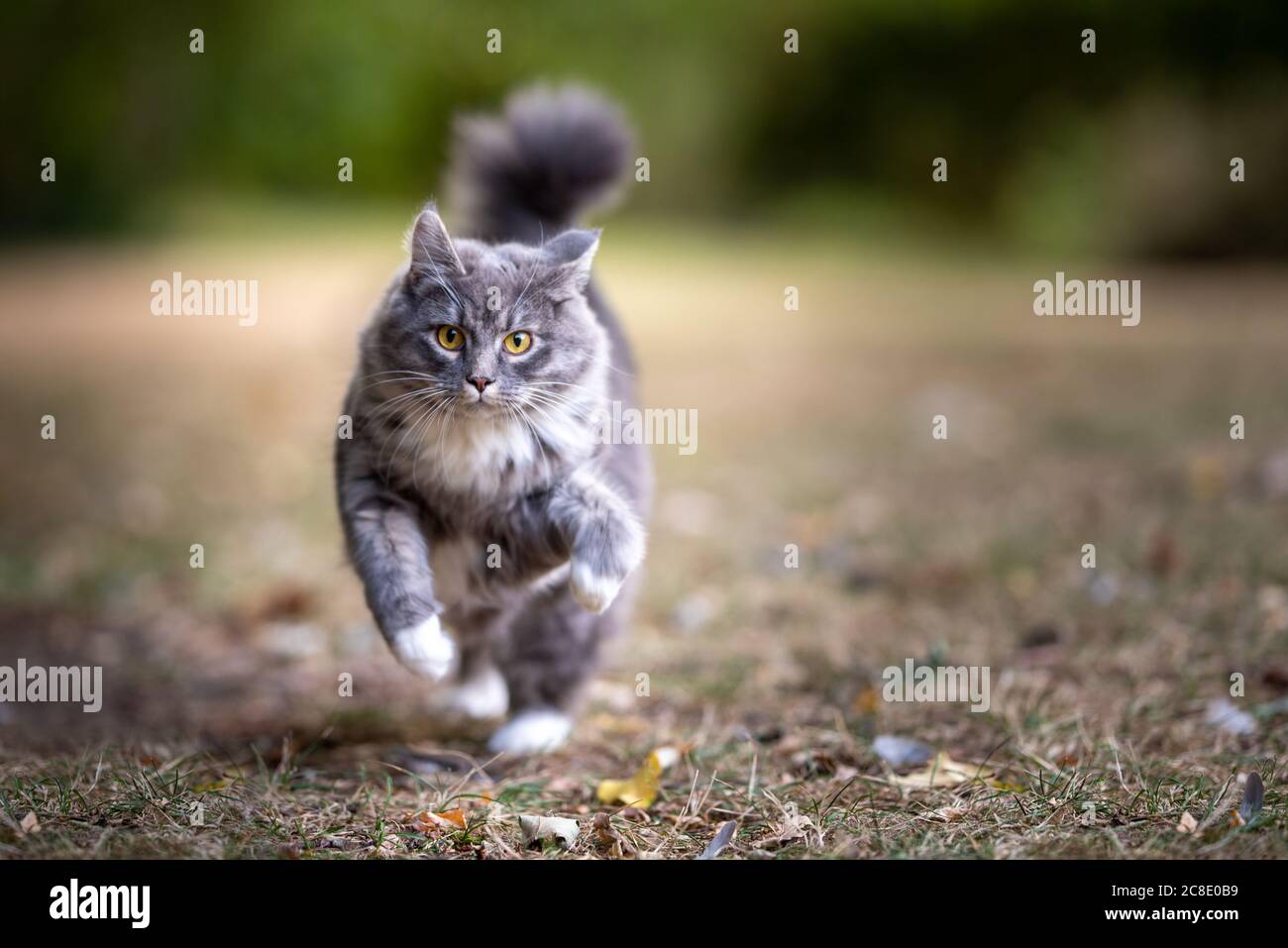 playful blue tabby maine coon cat running towards camera at high speed ...