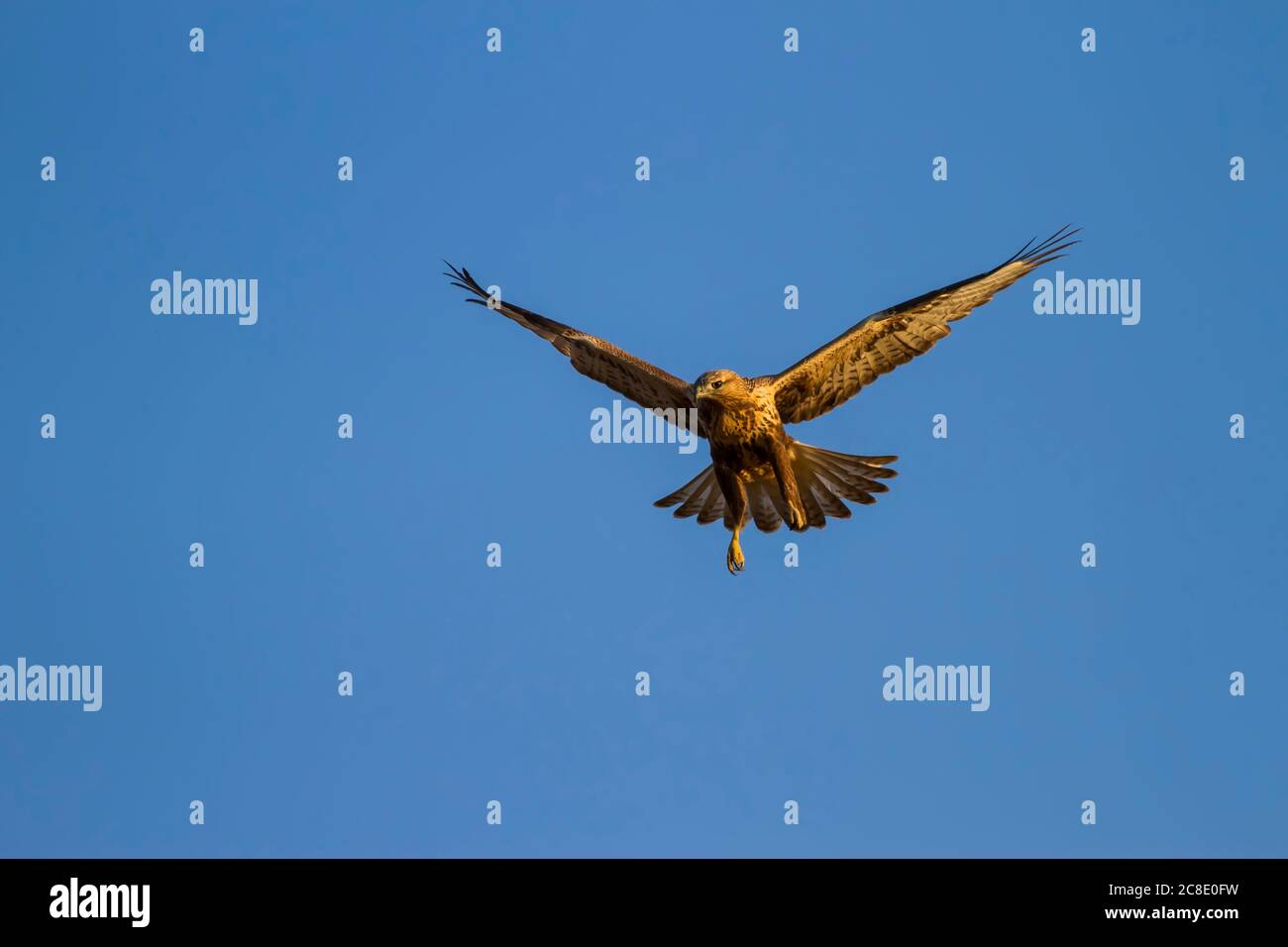 Bird of prey. Flying Buzzard. Blue sky background. Bird: Long legged ...