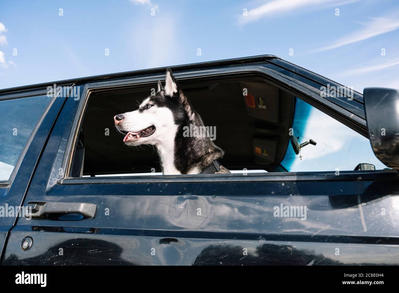 Husky looking out from vehicle window Stock Photo - Alamy