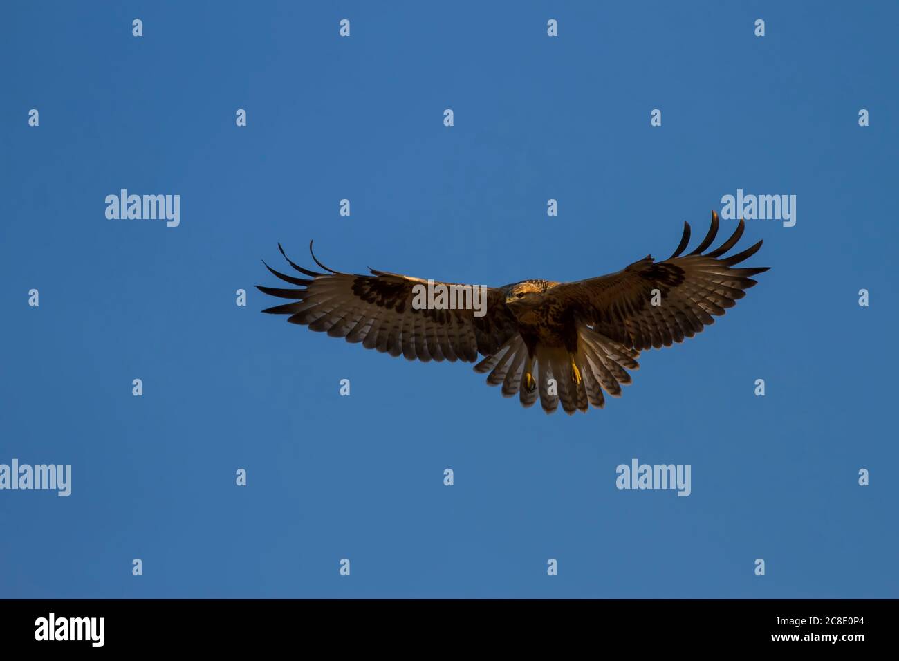 Bird of prey. Flying Buzzard. Blue sky background. Bird: Long legged ...