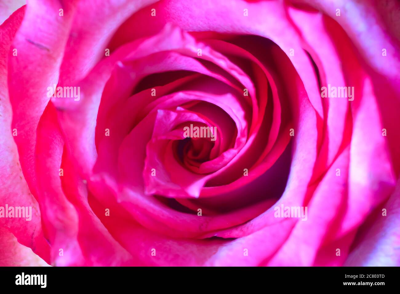 Pink rose head hi-res stock photography and images - Alamy