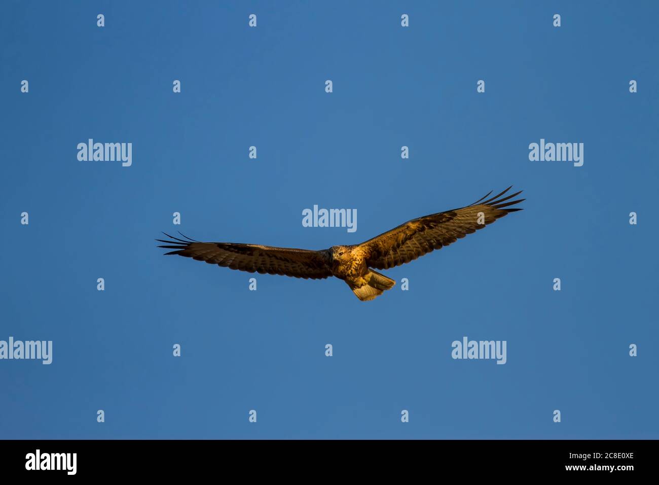Bird of prey. Flying Buzzard. Blue sky background. Bird: Long legged ...