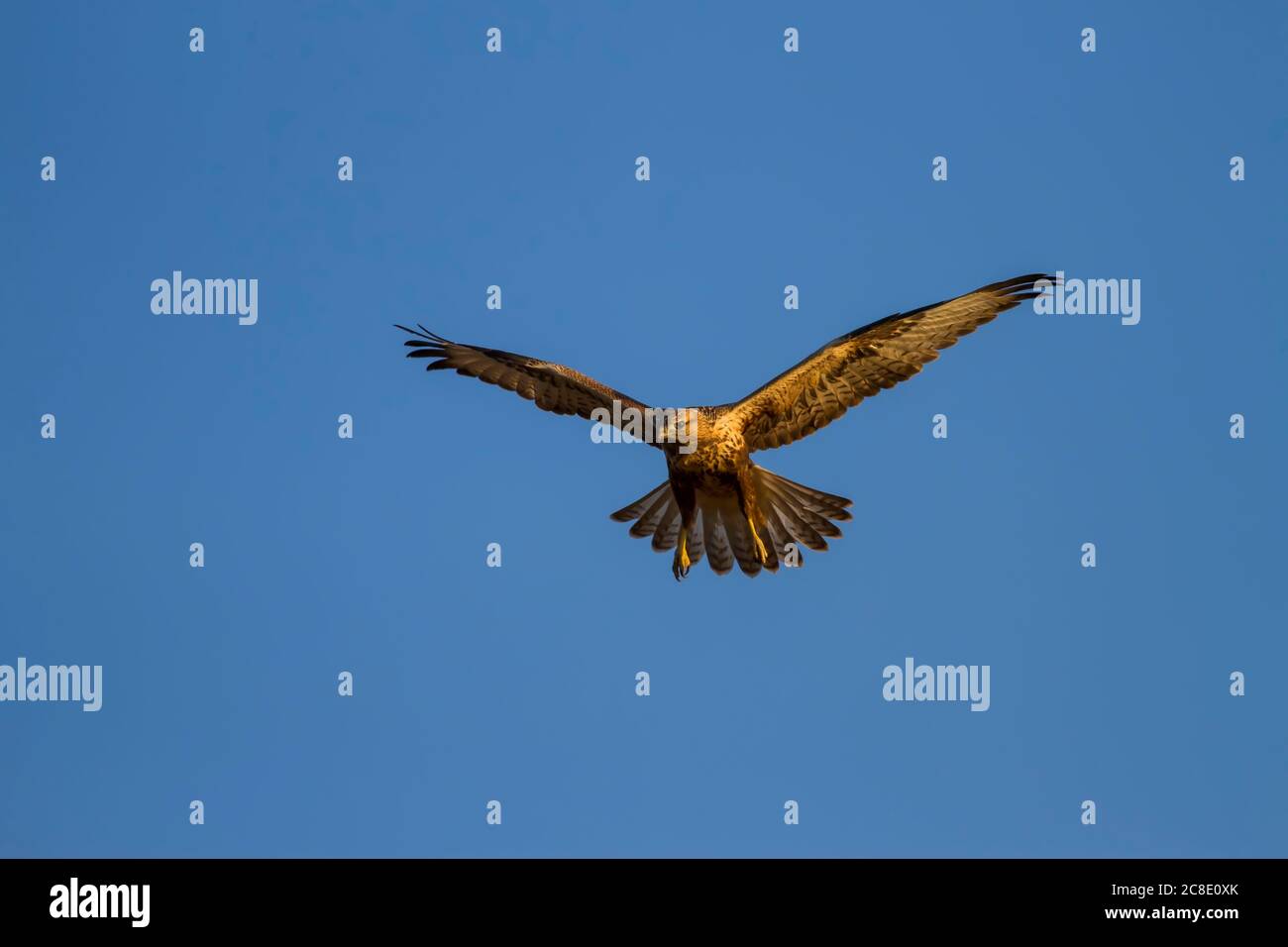 Bird of prey. Flying Buzzard. Blue sky background. Bird: Long legged ...