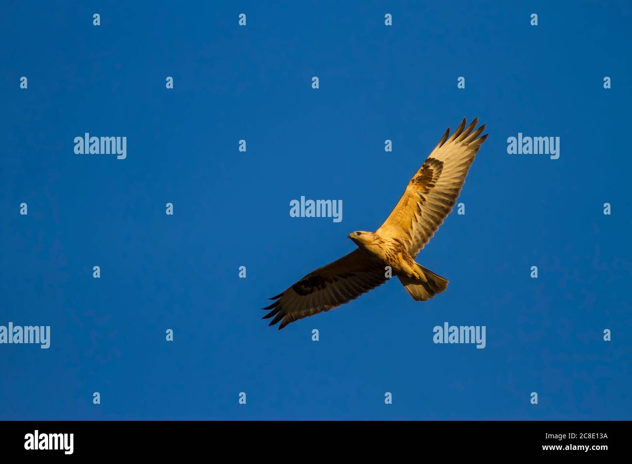 Bird of prey. Flying Buzzard. Blue sky background. Bird: Long legged ...