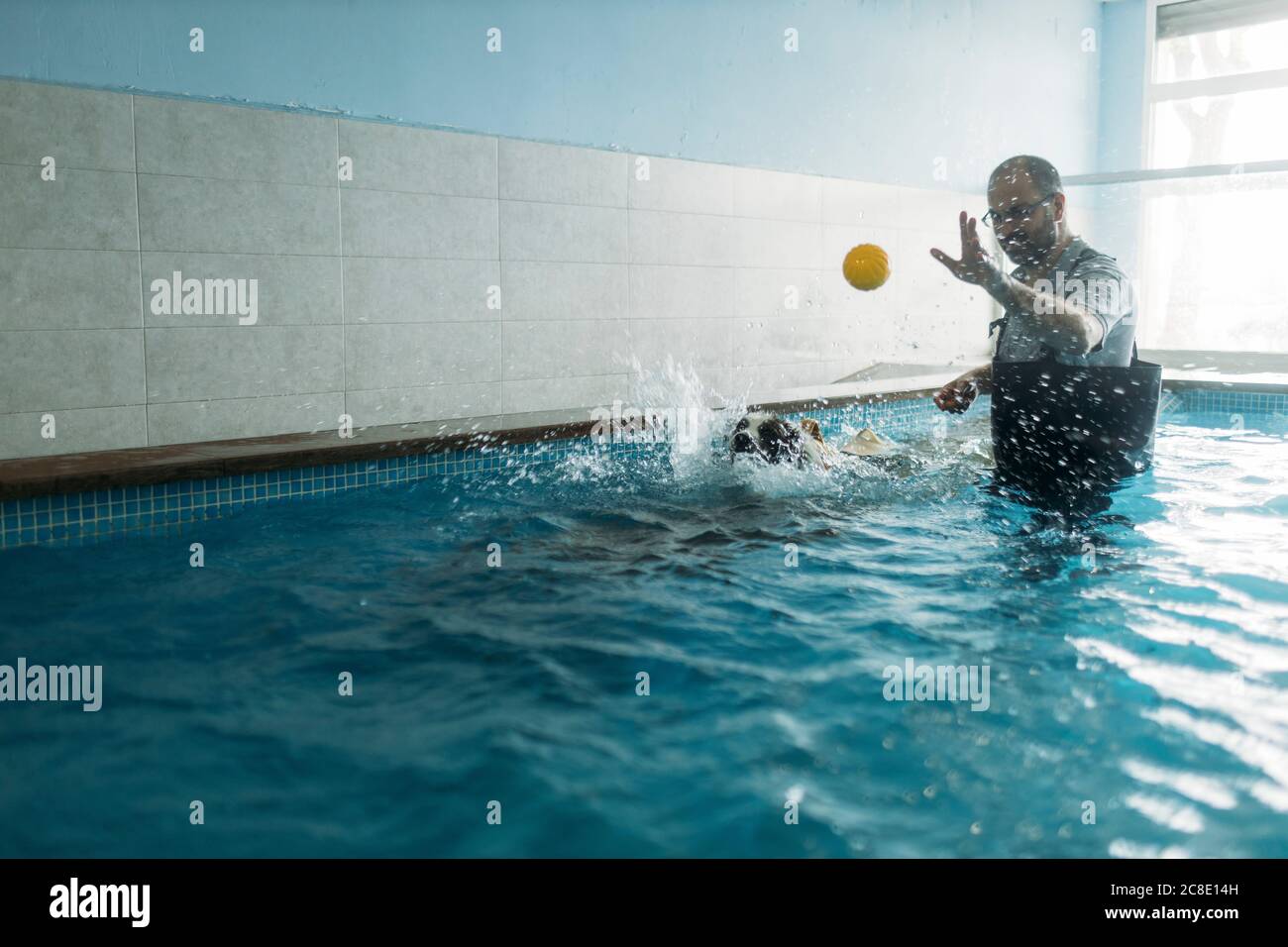 Male physiotherapist throwing ball towards Border Collie in swimming ...