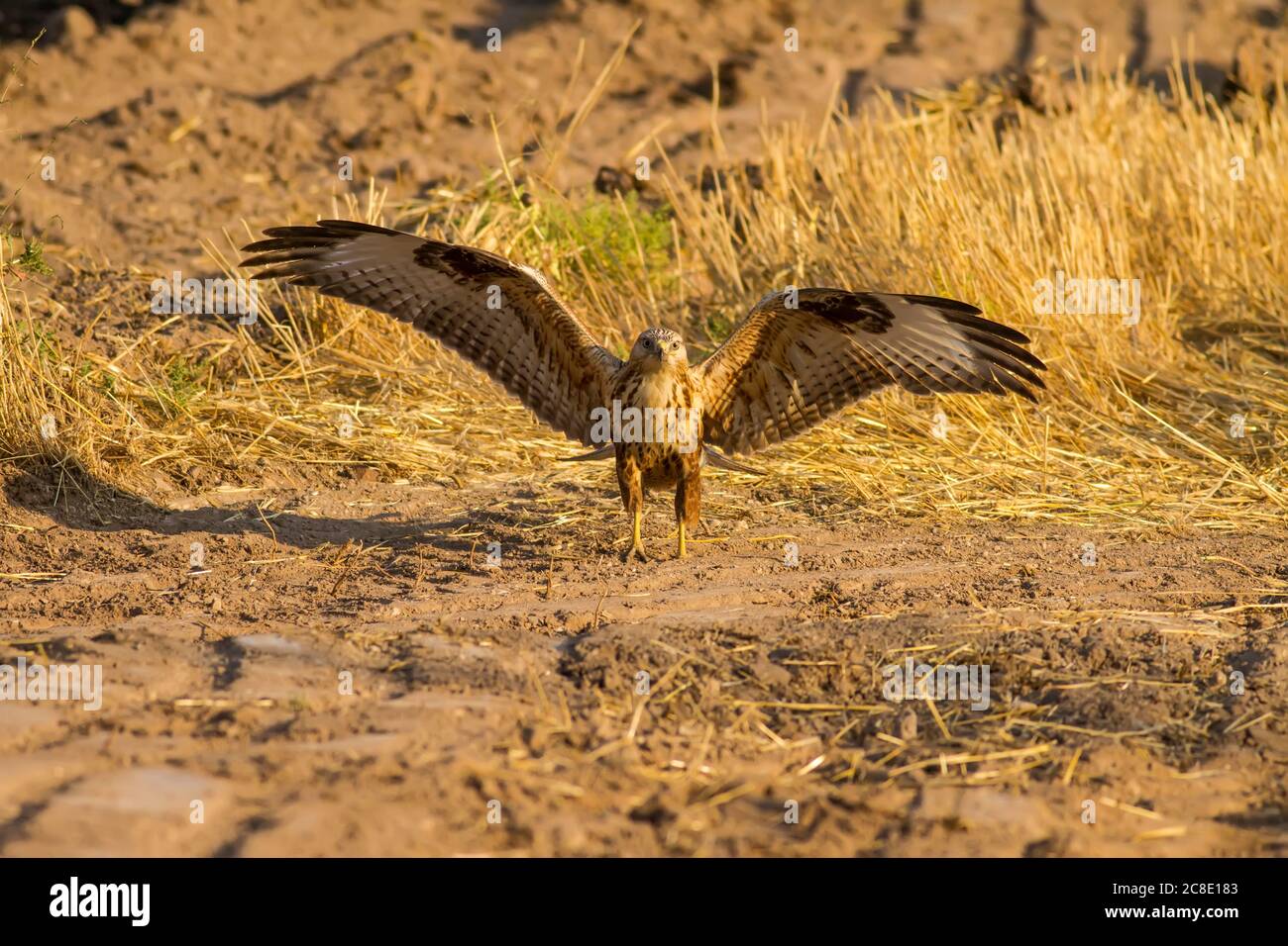 Long legged buzzard natural habitat hi-res stock photography and images ...