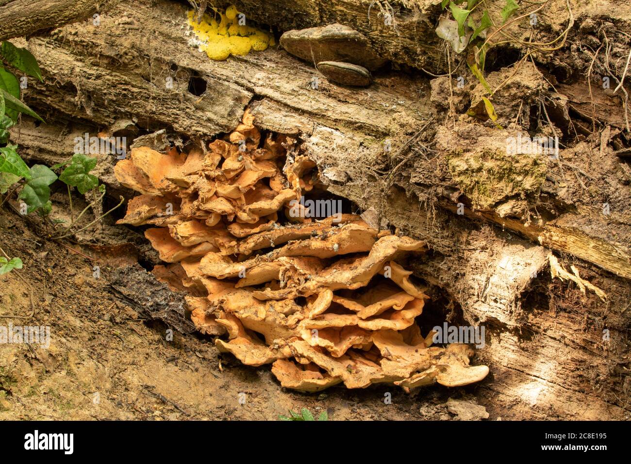 Chicken of the woods woodland fungi, patterns in nature Stock Photo - Alamy