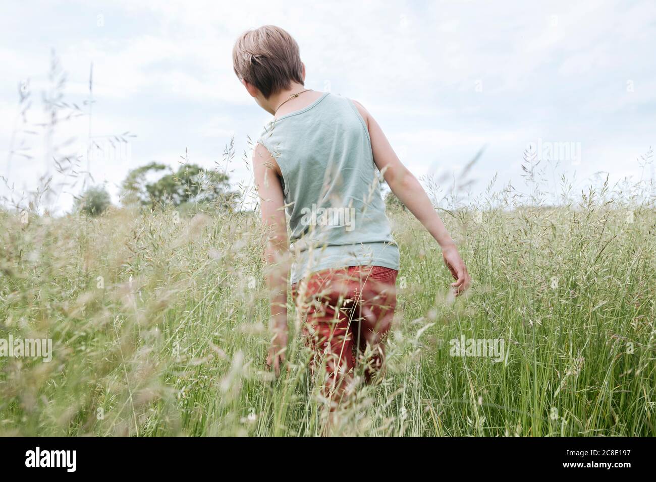 Back view of boy walking on an oat field Stock Photo - Alamy