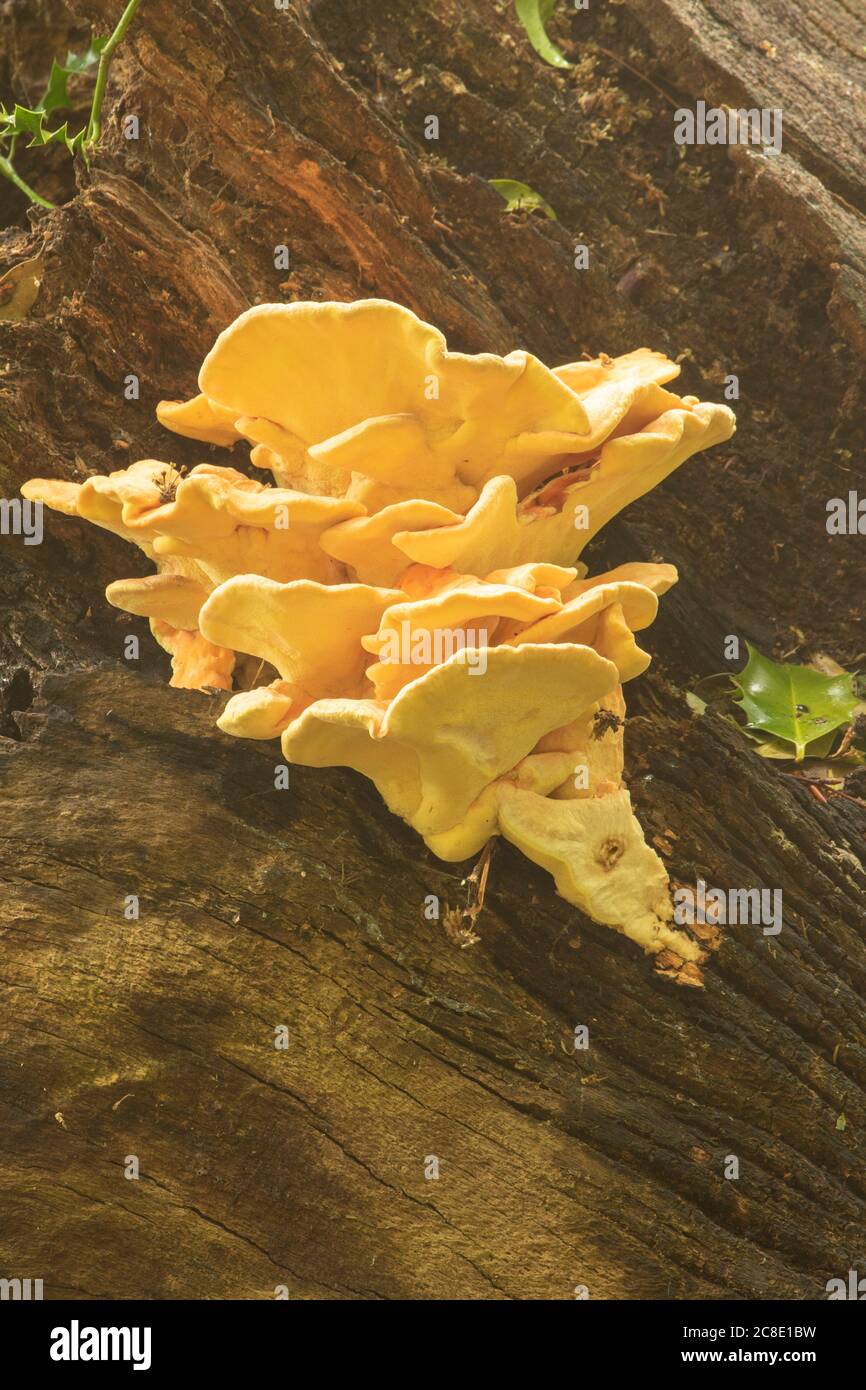 Chicken of the woods woodland fungi, patterns in nature Stock Photo - Alamy
