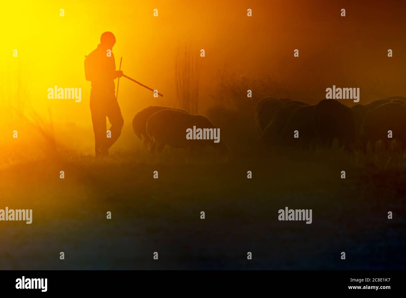 Sunset nature and shepherd. Sunset nature background. Sheeps and ...