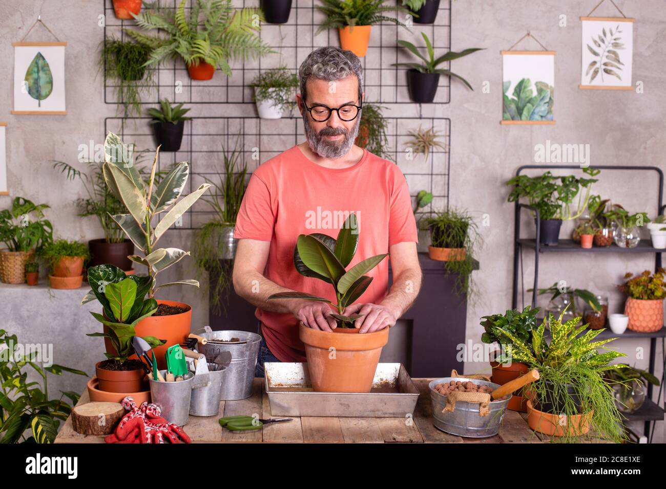 Bearded fig tree hi-res stock photography and images - Alamy