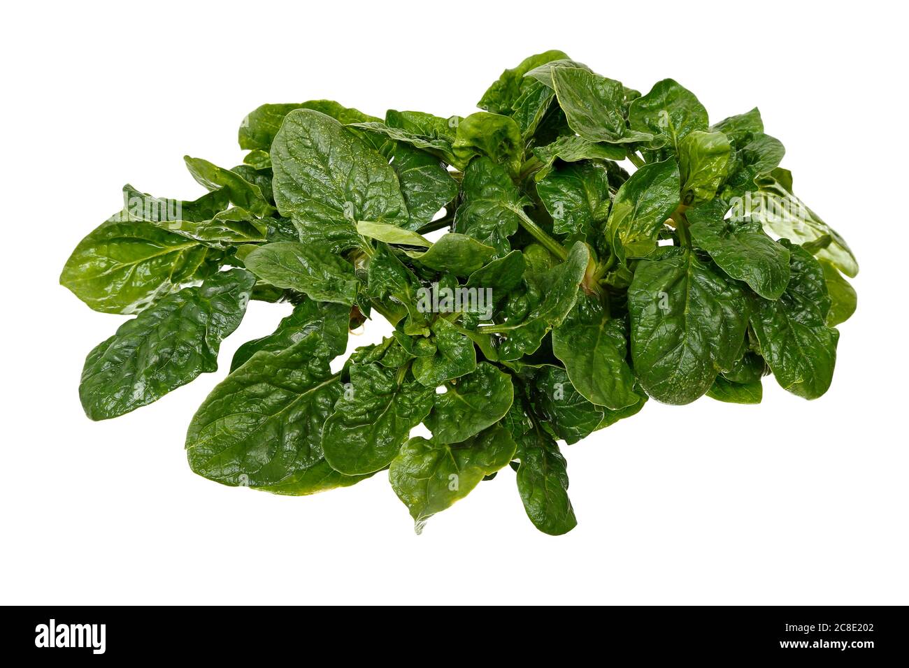Pile fresh spinach leaves hi-res stock photography and images - Alamy
