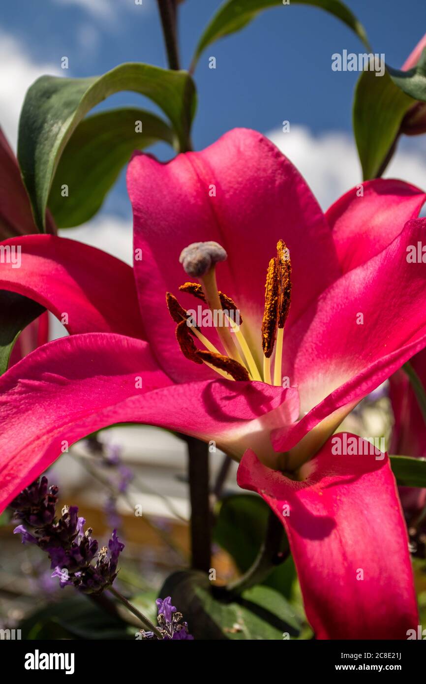 Scaly underground bulbs hi-res stock photography and images - Alamy