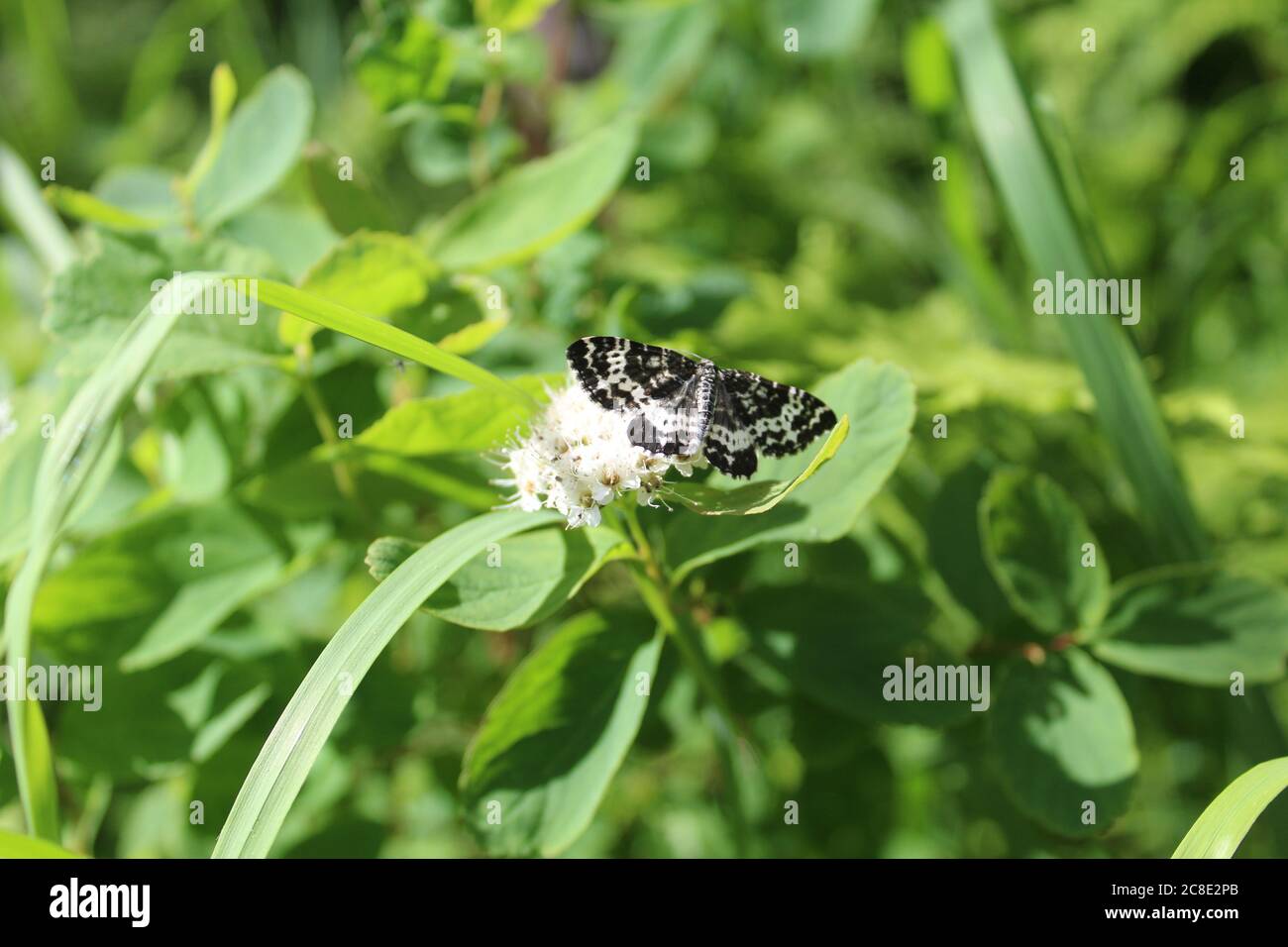 Spear-marked black moth at Denali State Park in Alaska Stock Photo - Alamy