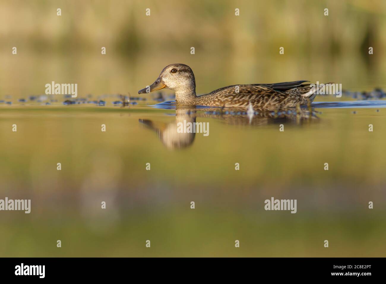 Water nature and birds. Colorful nature background Stock Photo - Alamy