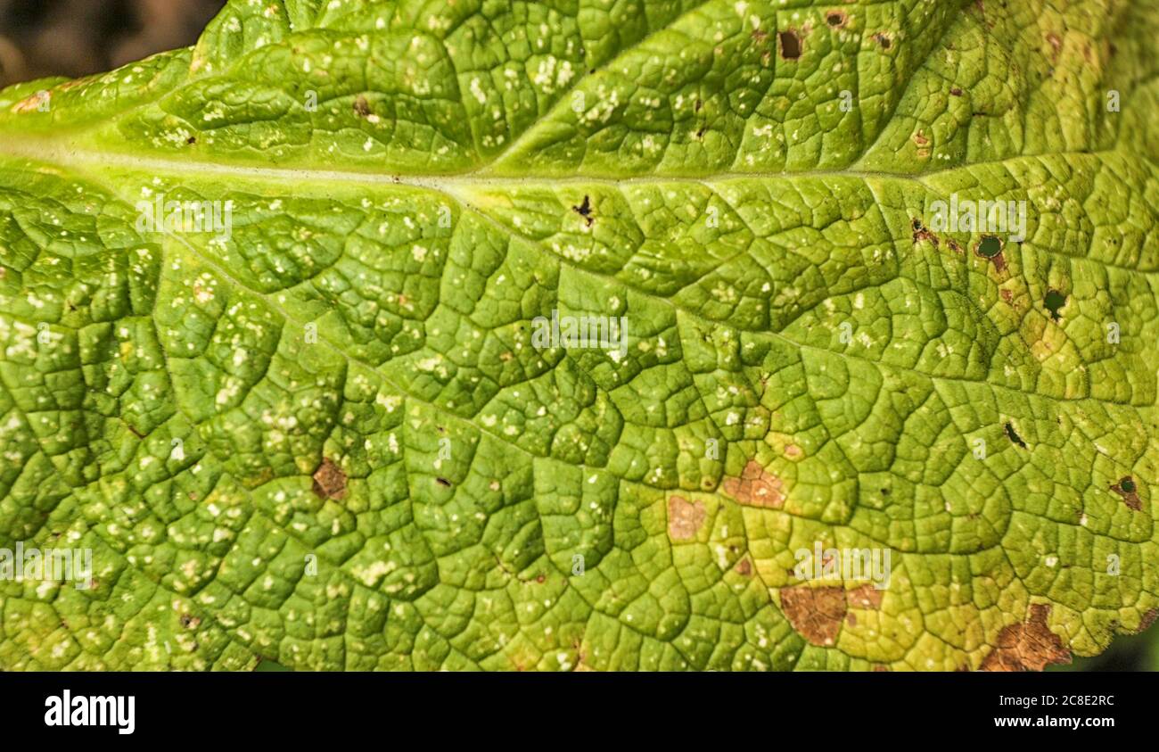 Laminar structure hi-res stock photography and images - Alamy