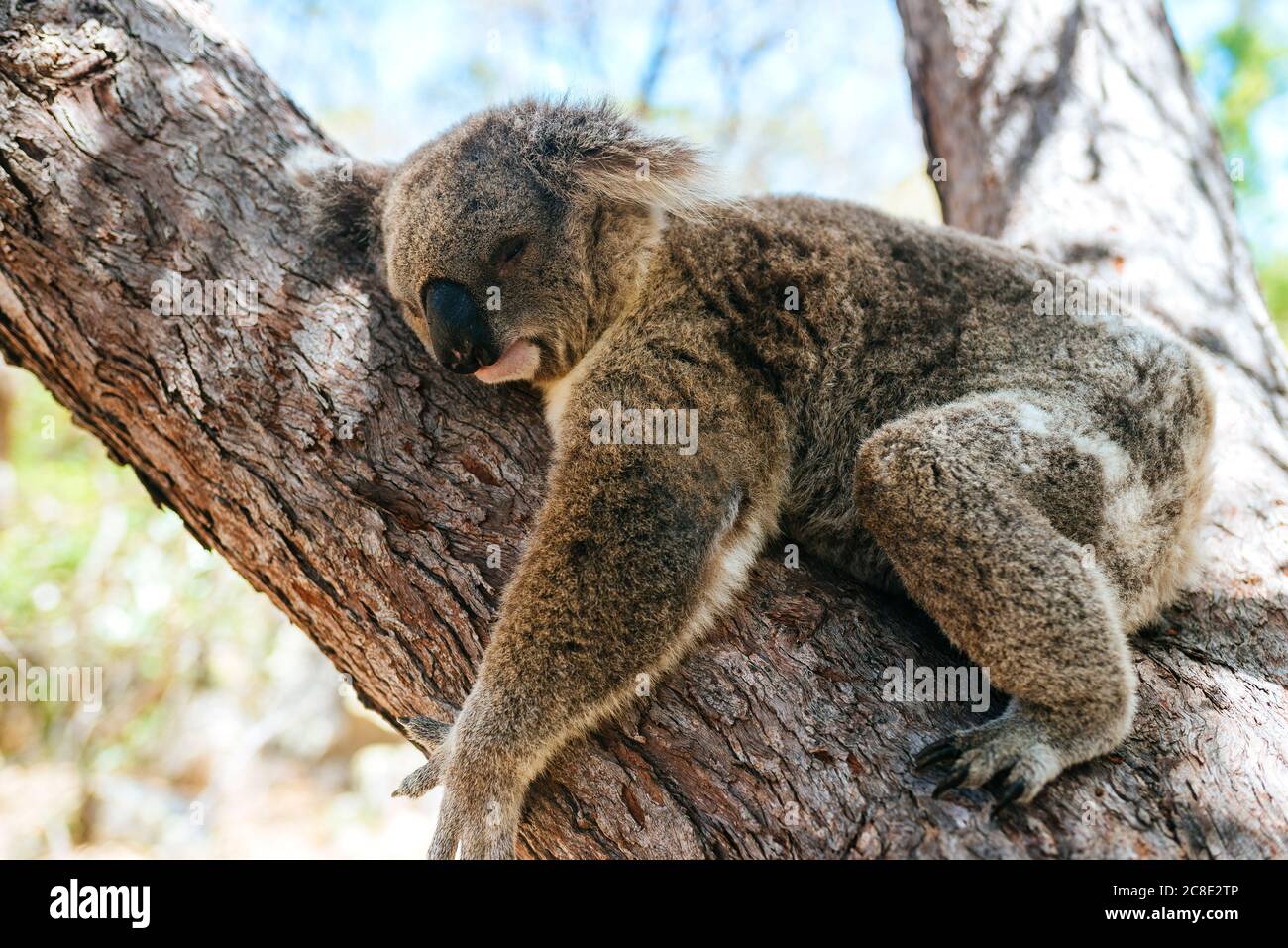 Koala Sleeping In Tree