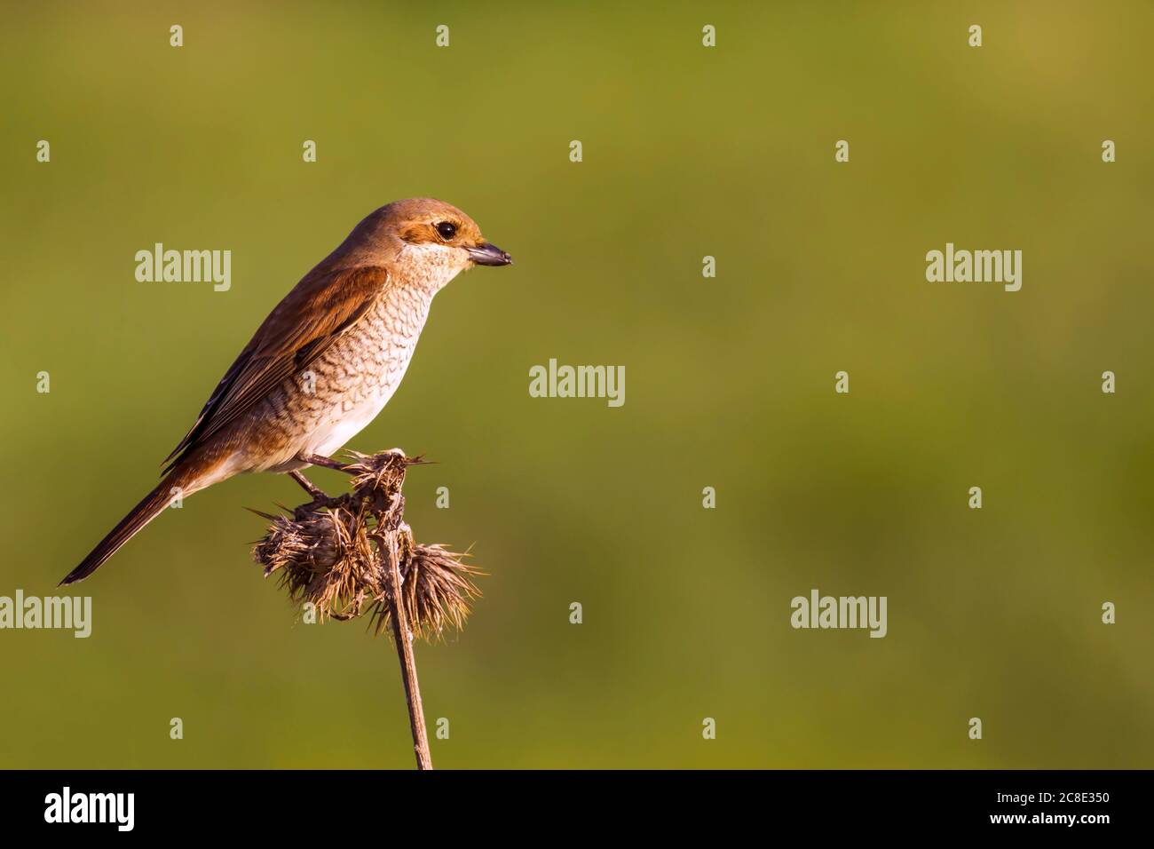 Cute little birds. Nature background Stock Photo - Alamy
