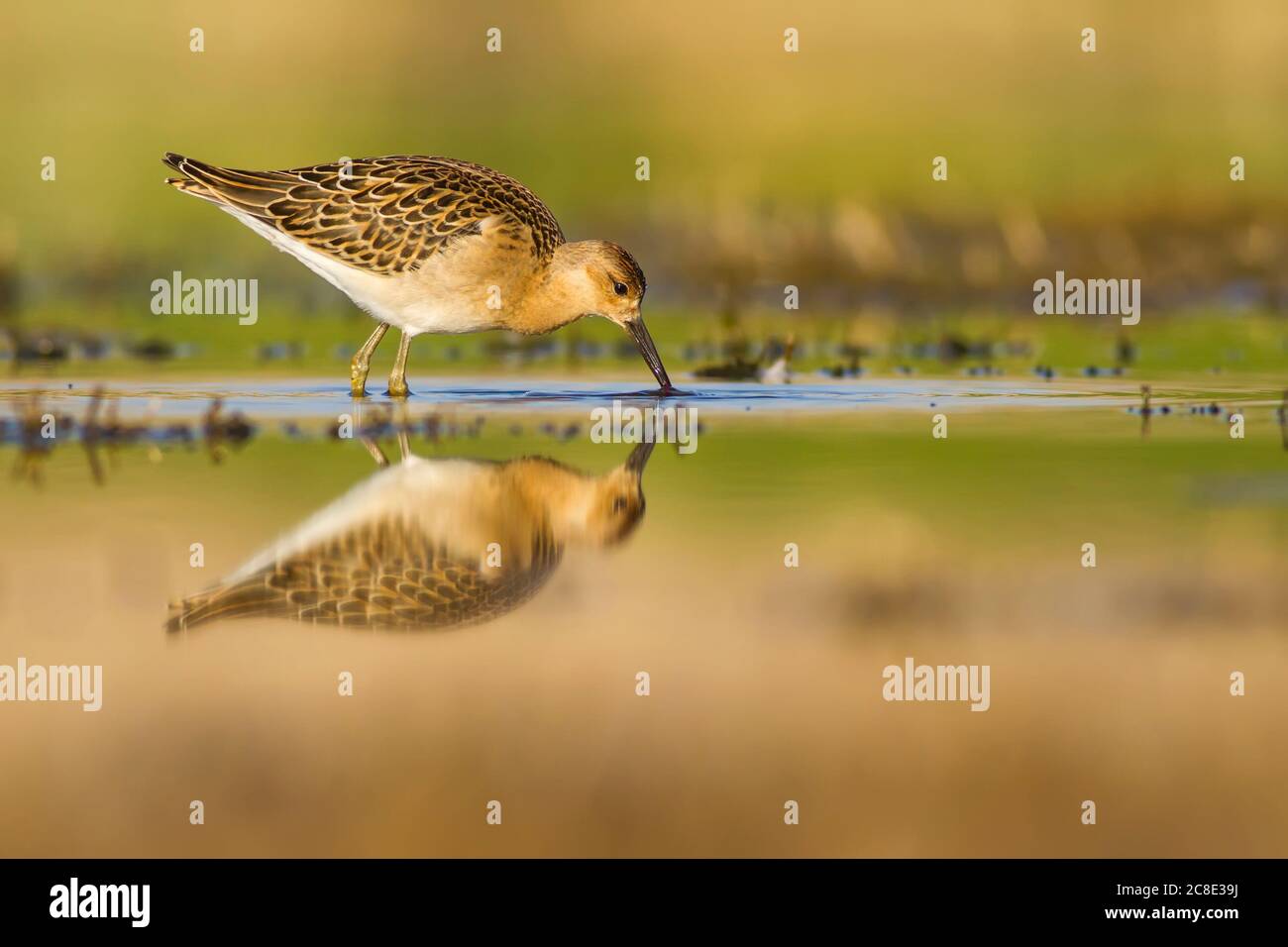 Water nature and bird. Common water bird: Ruff. Philomachus pugnax ...