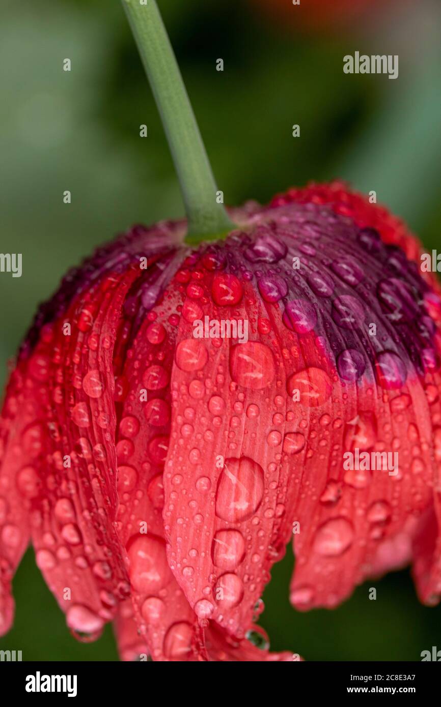 Red poppy natural flower portrait Stock Photo - Alamy