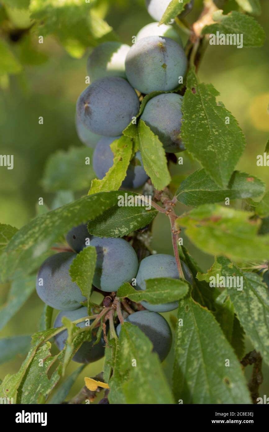 Small damson hi-res stock photography and images - Alamy