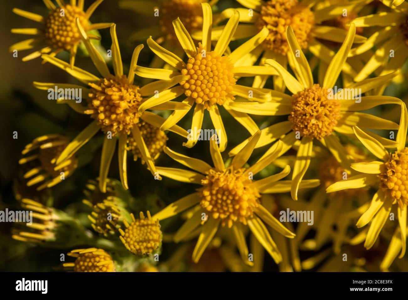 Ragwort, Jacobaea vulgaris, yellow wild flowers nature portrait Stock ...