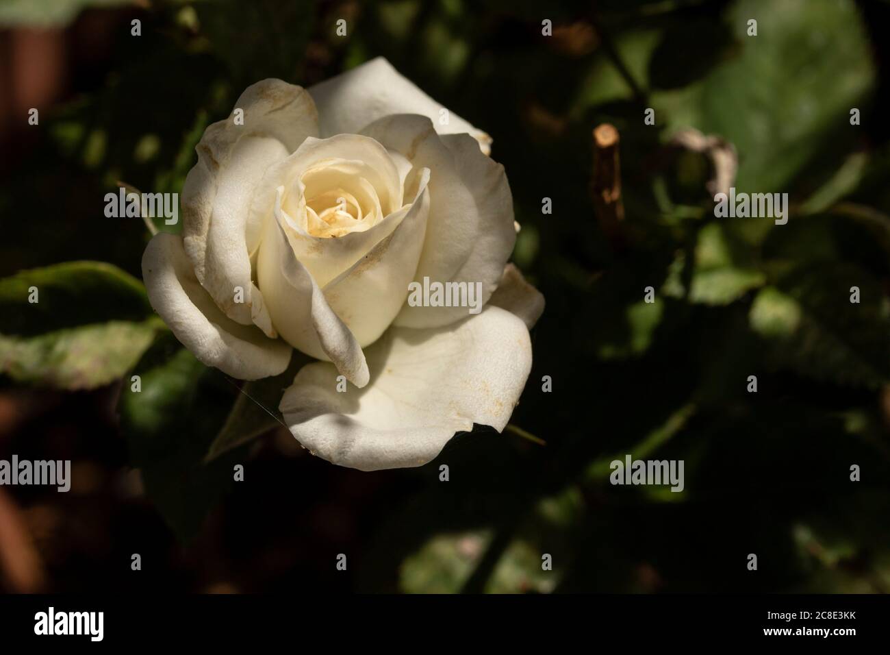 White patio rose in bloom on a residential balcony, close-up flower ...