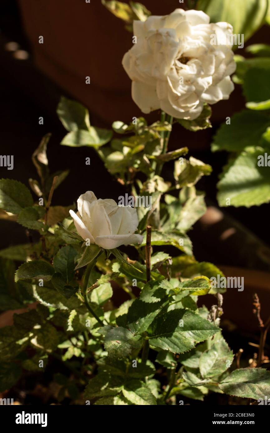 White patio rose in bloom on a residential balcony, close-up flower ...