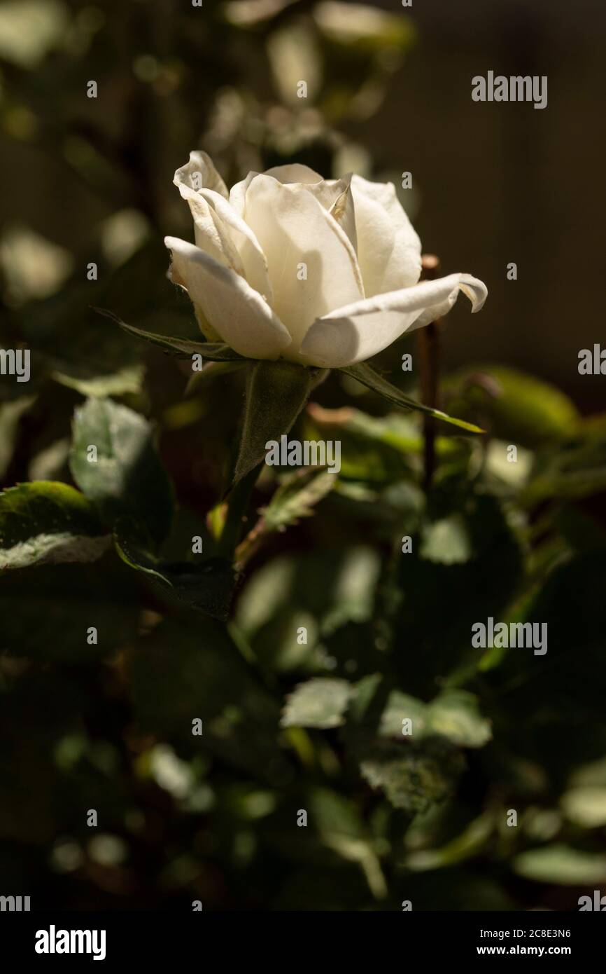 White patio rose in bloom on a residential balcony, close-up flower ...