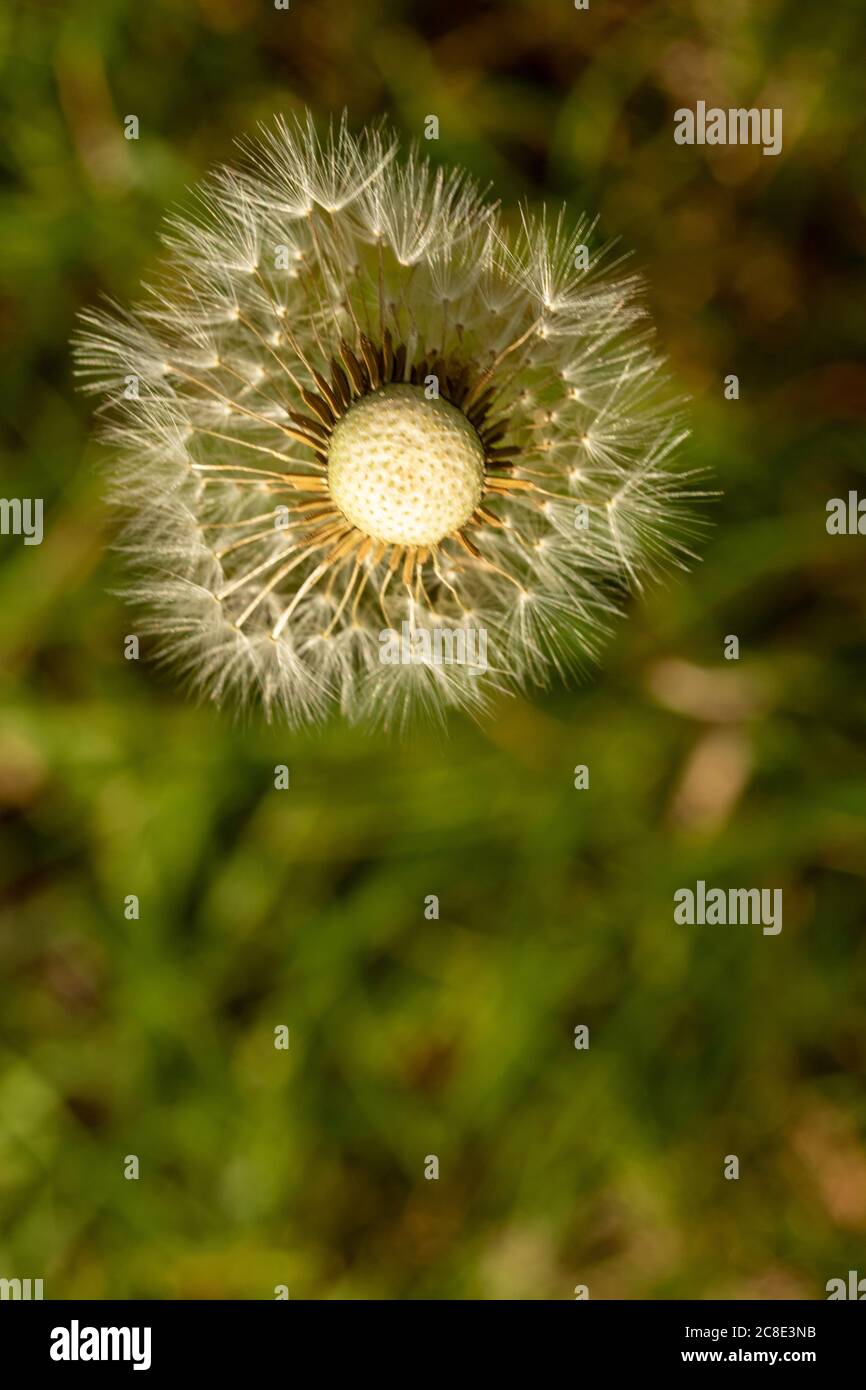 Top view of dandelion seed head (clock Stock Photo - Alamy