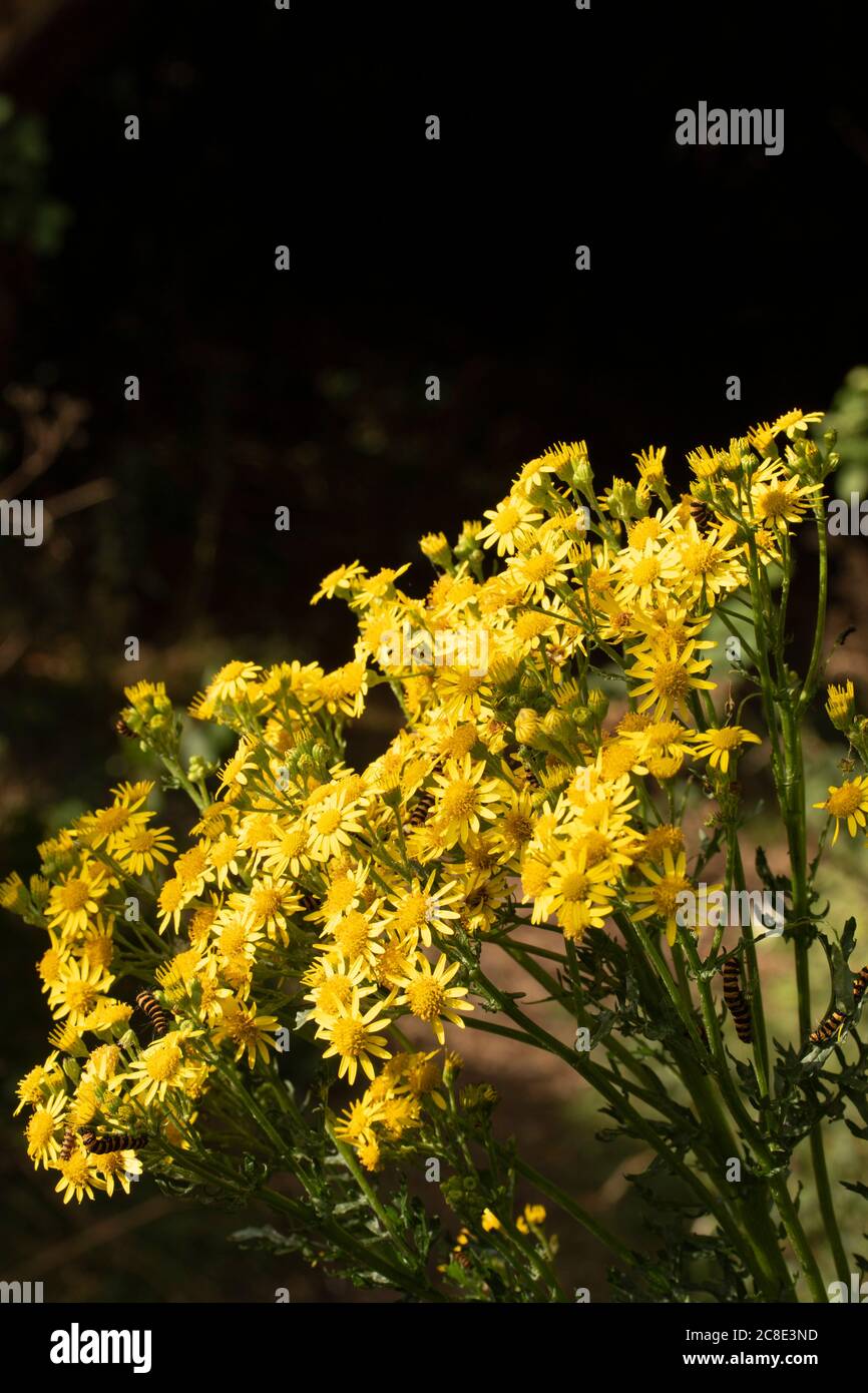 Ragwort, Jacobaea vulgaris, yellow wild flowers nature portrait Stock ...