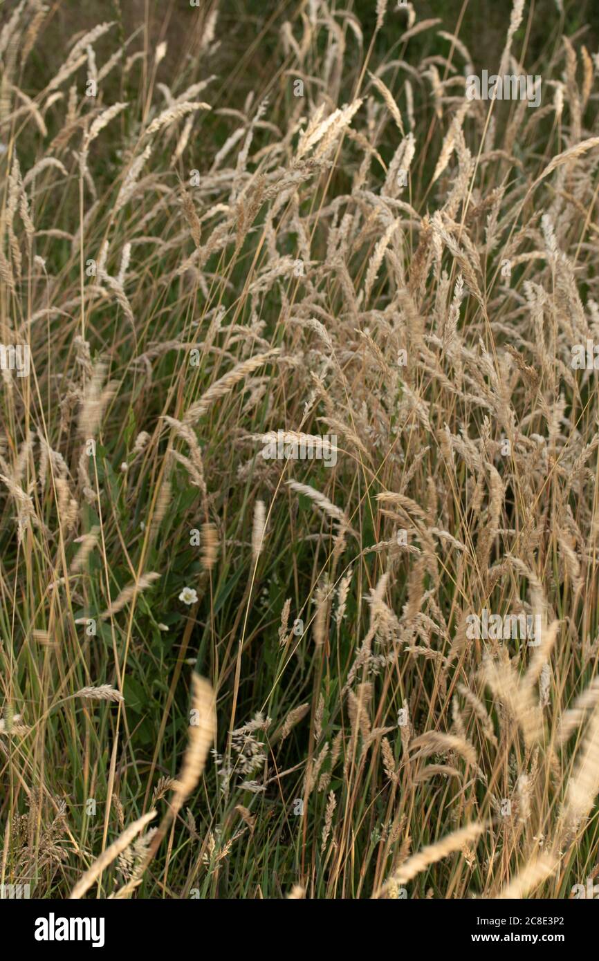 Abstract natural landscape of grasses and grass pollen close-up ...