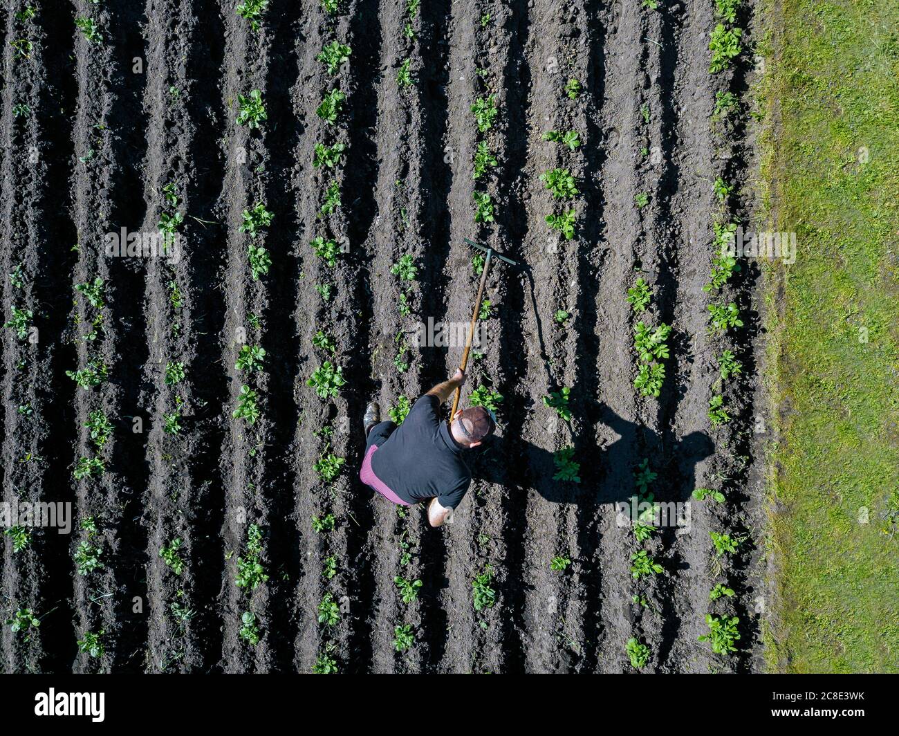 Aerial view of man working on potato field Stock Photo - Alamy