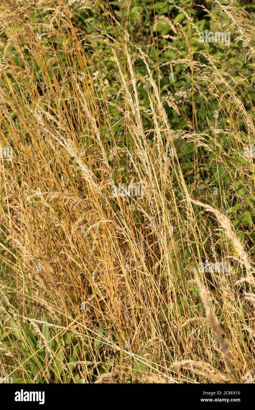 Abstract natural landscape of grasses and grass pollen close-up ...