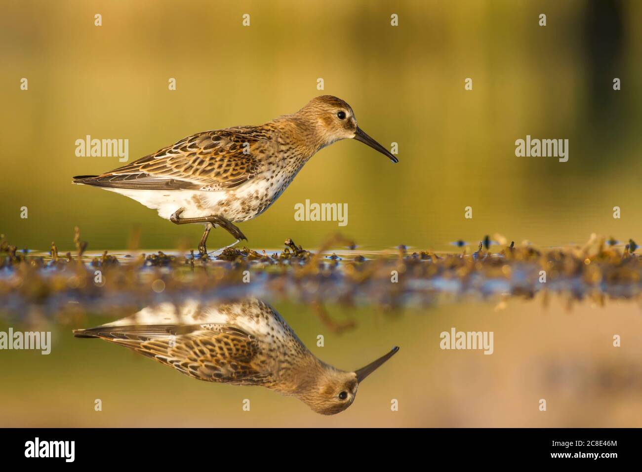 Water nature and bird. Common water bird: Ruff. Philomachus pugnax ...