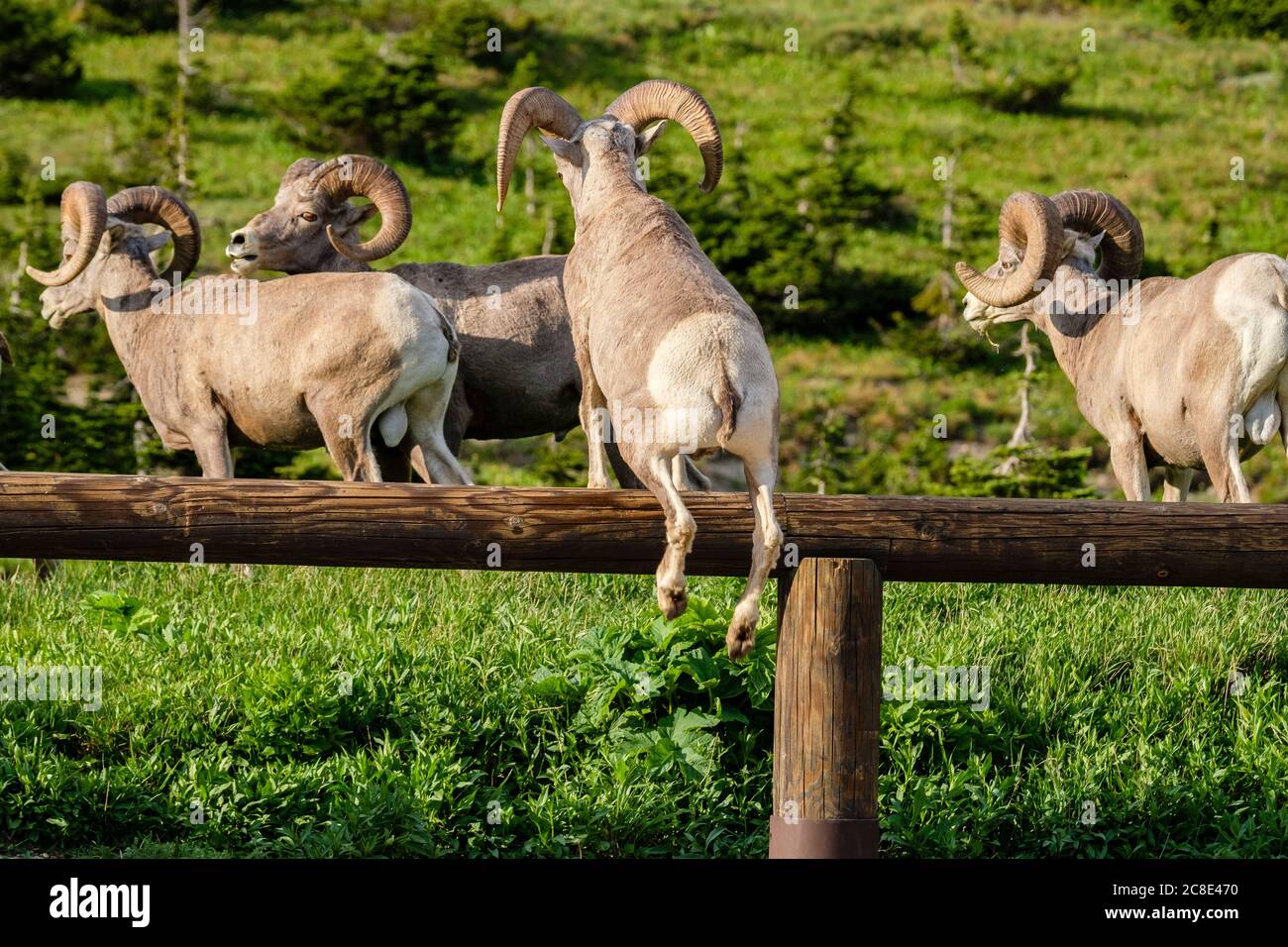 Sheep jumping fence hi-res stock photography and images - Alamy